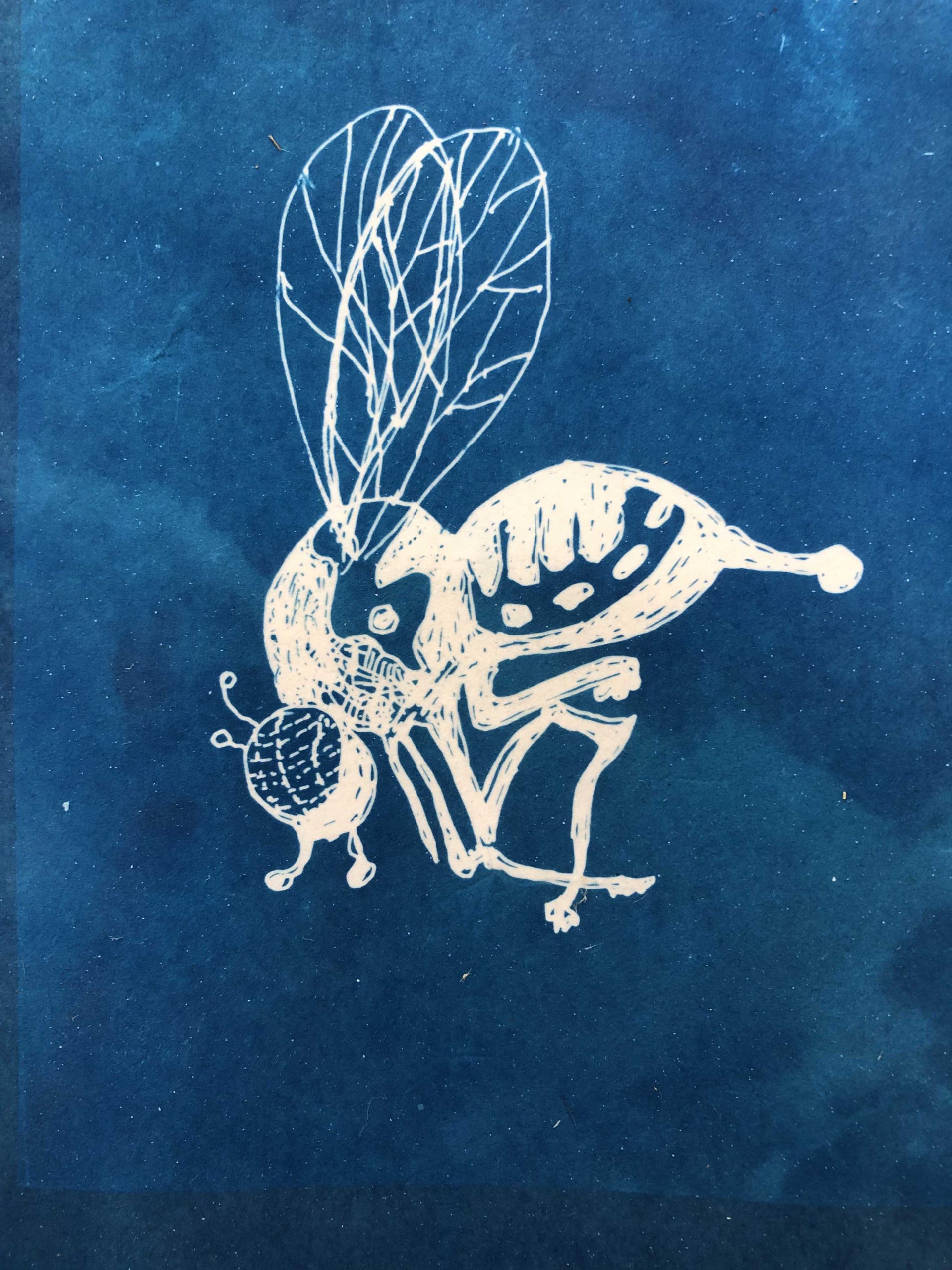 CYANOTYPES EXPOSURE TESTS – Wigley